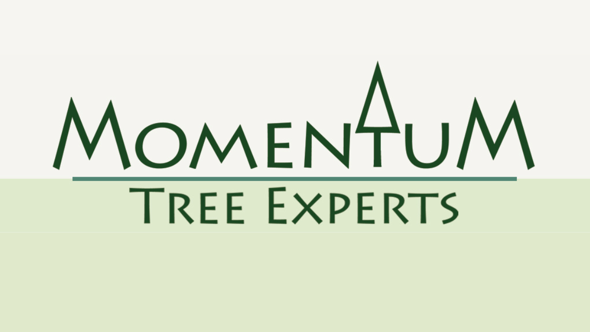 RARE TREE SPECIES Archives - Momentum Tree Experts